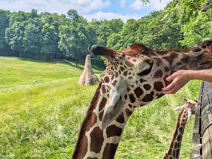 Up close and personal with a giraffe on a sunny Michigan afternoon. Life is genuinely good.