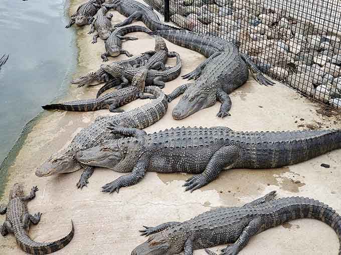 Alligators lounging like they're on permanent vacation, living their best prehistoric lives in modern Michigan.