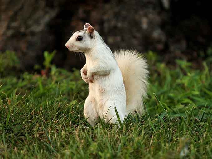 Standing tall and proud, this white squirrel has the posture of someone who knows they're special.