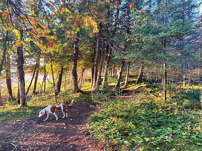 A happy pup explores the sun-dappled forest floor, leading the way through the gorgeous, tree-lined Bush Bay Trail.