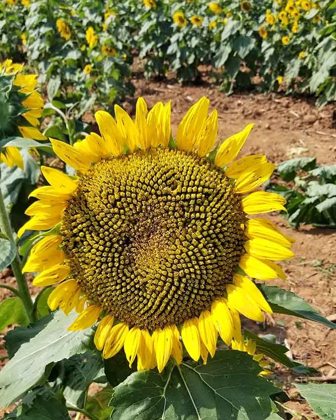 Up close, a sunflower this perfect makes you wonder why you ever bought flowers from a gas station.