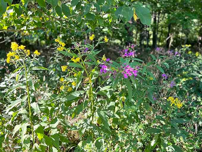Wildflowers that didn't need anyone's permission to be this gorgeous, just doing their thing along the trail.