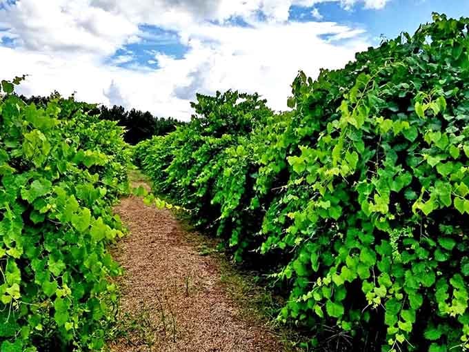 Walking between these green walls feels like entering a secret garden that serves wine at the end.