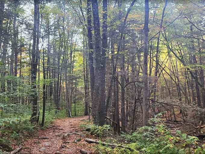 Tall trees, a dirt path, and zero cell service. Honestly, that last part might be the biggest selling point.