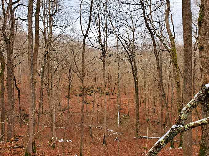 Winter woods reveal what summer hides: the beautiful bones of a forest taking its well-deserved seasonal nap.