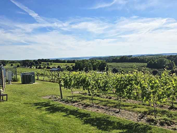 Rows of grapevines stretching toward Grand Traverse Bay, proof that Michigan has been holding out on everyone.