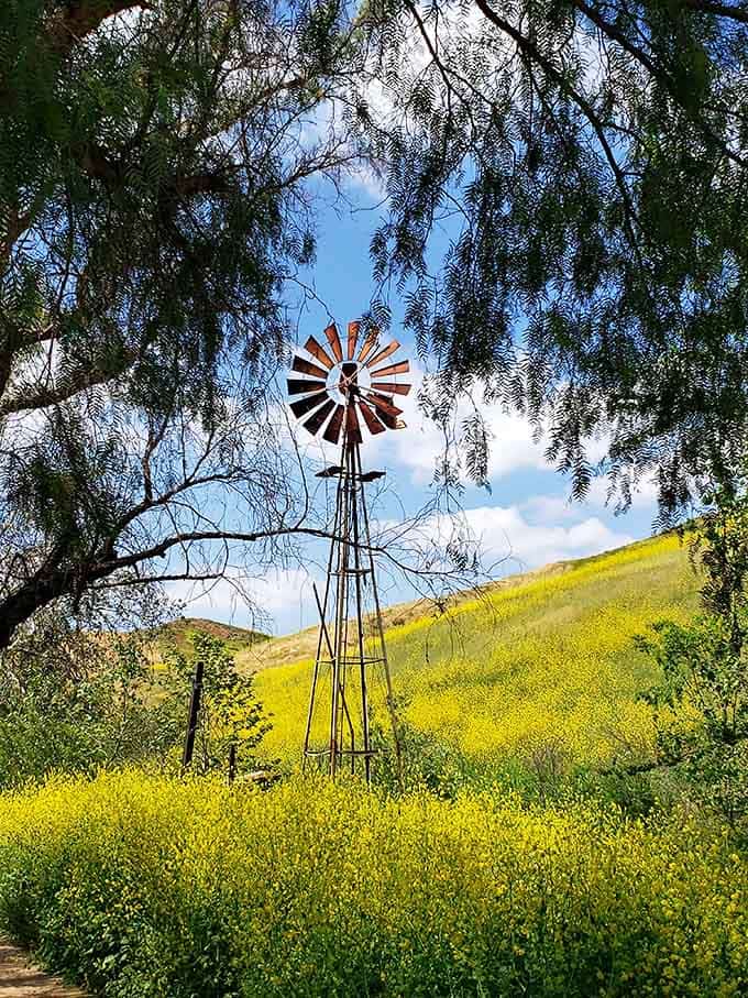 A rusty windmill standing tall in a sea of yellow wildflowers, looking like it wandered in from a dream.