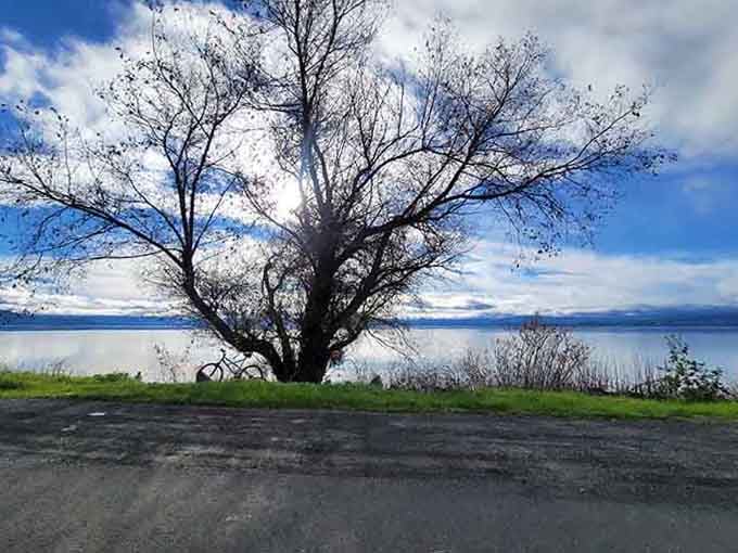 A lone tree, a parked bicycle, and a lake so still it looks like someone forgot to turn on the ripples.