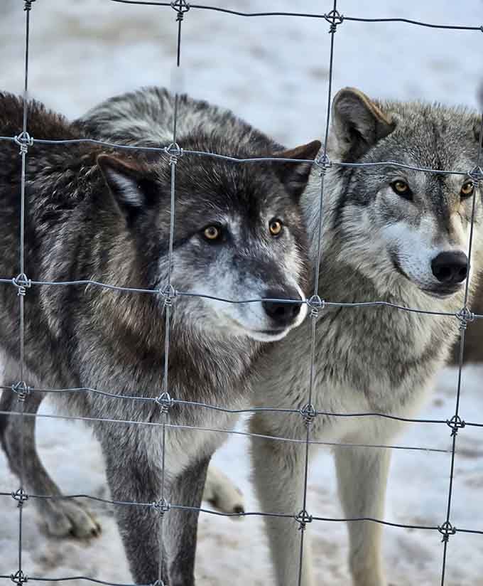 When two wolves give you that look, they're either plotting something brilliant or judging your life choices.