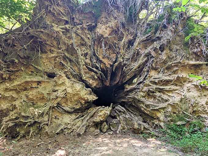 A fallen giant at Congaree reveals roots so dramatic they'd make Hollywood's best set designers jealous.