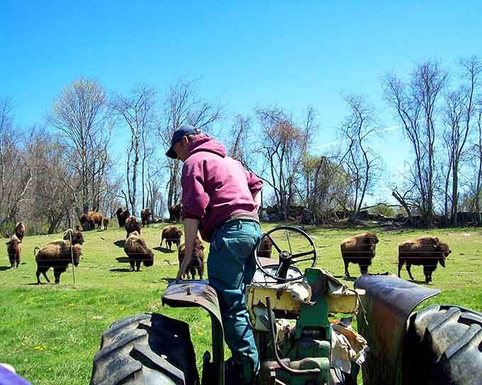 Real farm work, a weathered John Deere, open sky, and bison roaming freely behind you. Not a bad office.