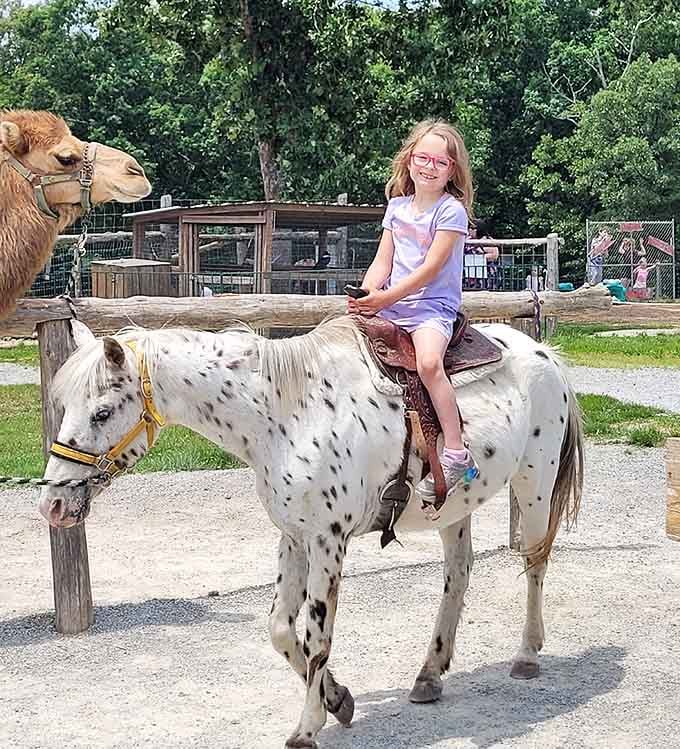 Pure joy has a face, pink glasses, a spotted pony, and a camel photobombing from the left.