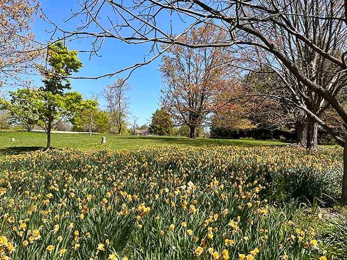 Spring at Cylburn means daffodils for days, like nature's own yellow carpet rolled out just for you.