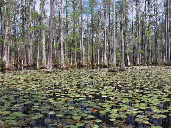 Lily pads carpeting the swamp floor like nature's own living room rug. Stunning doesn't cover it.