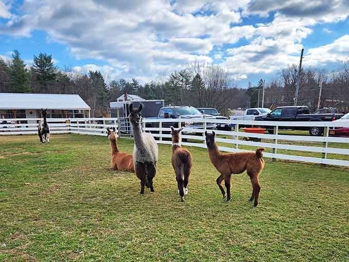 These llamas aren't just standing around looking pretty. Well, actually, they are, and they're very good at it.
