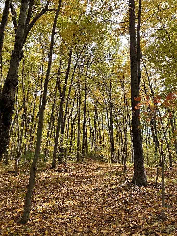Tall trees, dappled light, and zero Wi-Fi. Honestly, that last part might be the best feature.