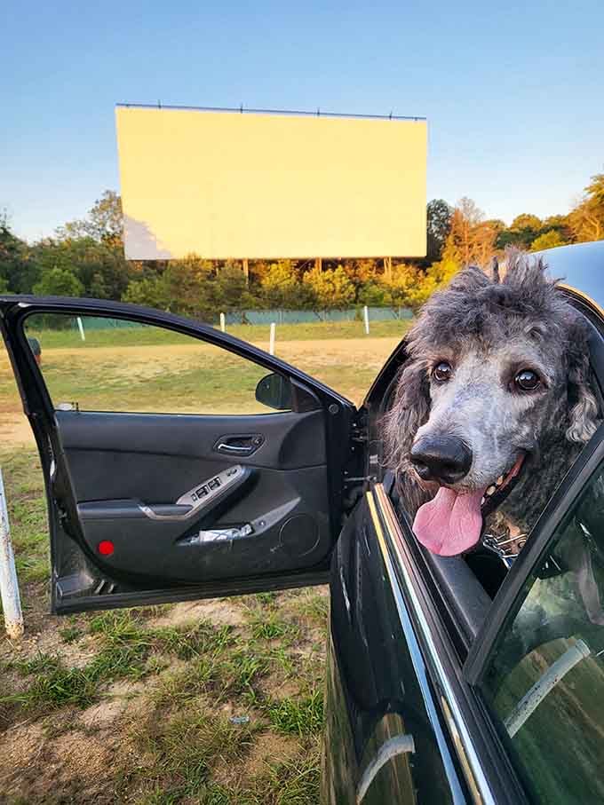 This dog has better Friday night plans than most people, and he knows it.