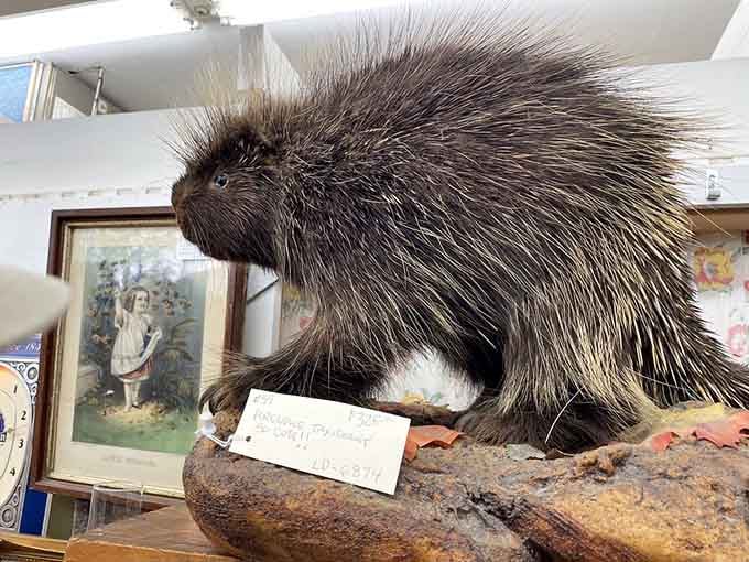 Yes, that's a taxidermied porcupine, and yes, it's judging every single life choice you've ever made.