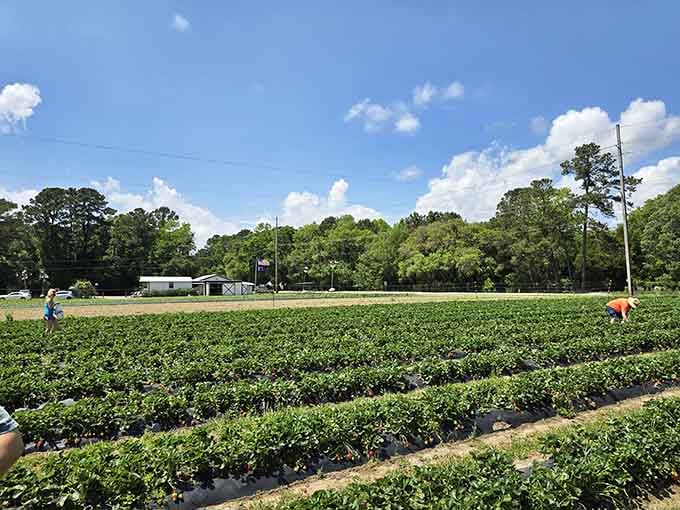 Fresh produce stretches toward the horizon, proving that good things really do grow in the Lowcountry sunshine.