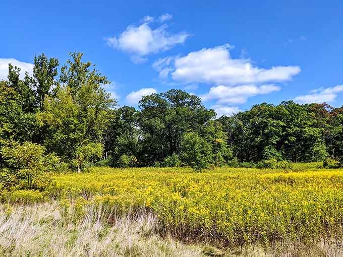 Golden prairie grasses sway beneath blue skies, reminding you that Illinois isn't all cornfields and construction zones.