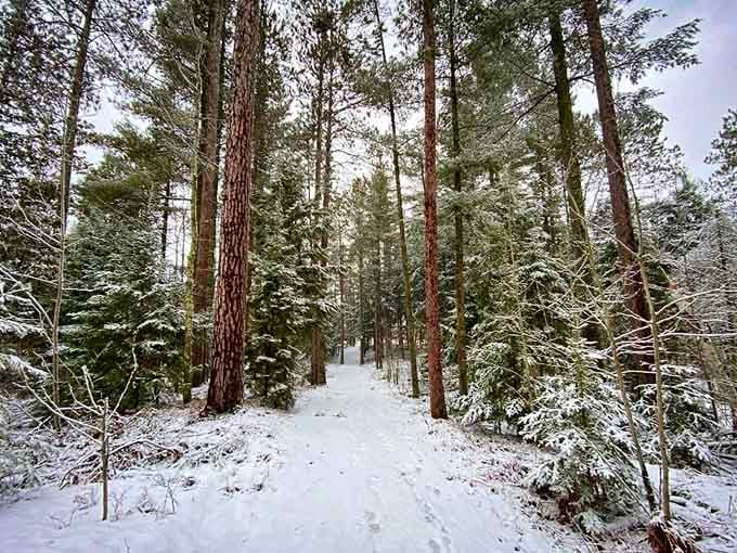 Snow-dusted trails through towering pines make winter feel less like punishment and more like privilege.