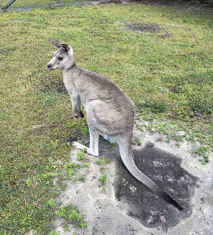 A kangaroo standing tall in Florida sunshine, looking like it owns the whole neighborhood.