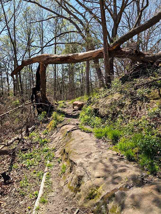 A fallen tree frames the trail like nature's own welcome arch. No ticket required, just good boots.