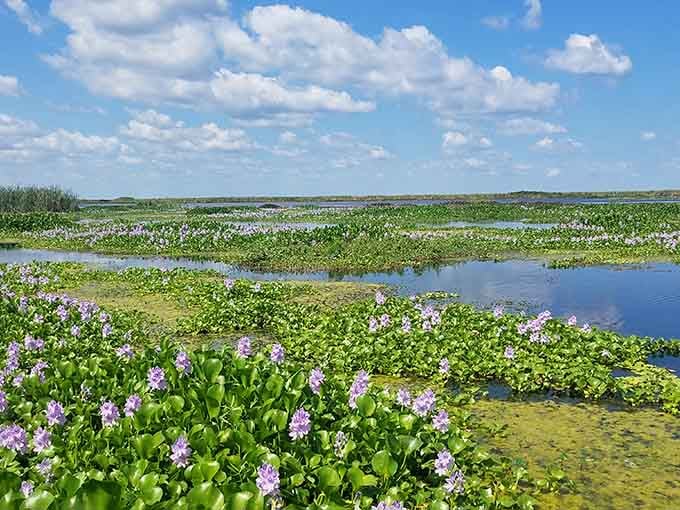 Water hyacinths blooming purple across the wetlands, proving that even invasive species can put on a gorgeous show.