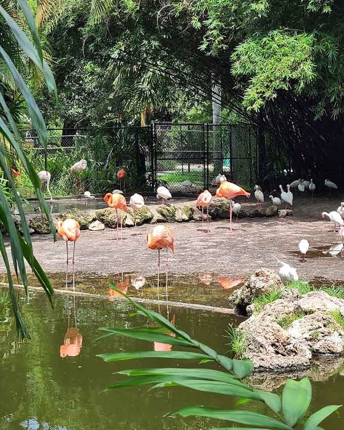 Dozens of flamingos wading together in one pond is the kind of sight that genuinely stops you cold.