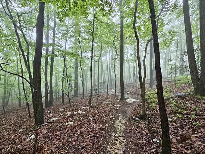 These misty forest trails make you forget you're less than an hour from the Beltway's chaos.