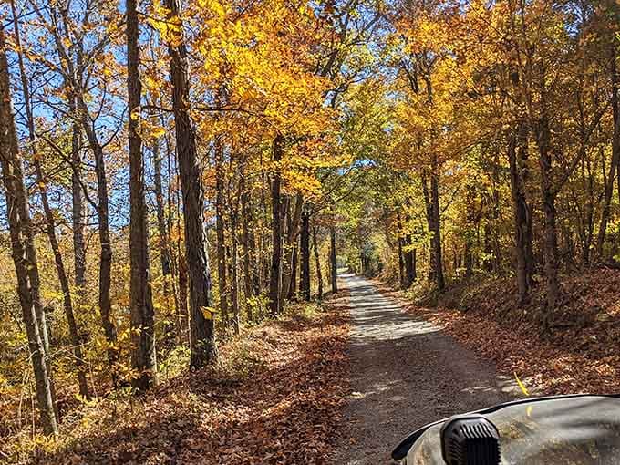 Fall in the Ozarks turns every back road into a painting nobody wants to drive past quickly.