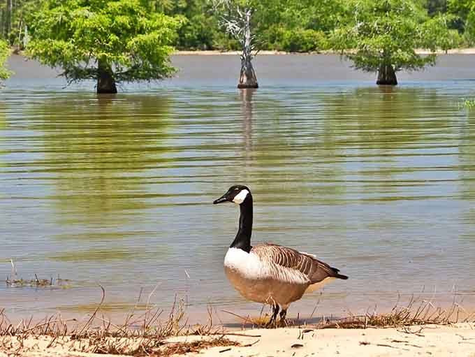This confident Canada goose is clearly the self-appointed welcoming committee, and honestly, the park couldn't have chosen better.