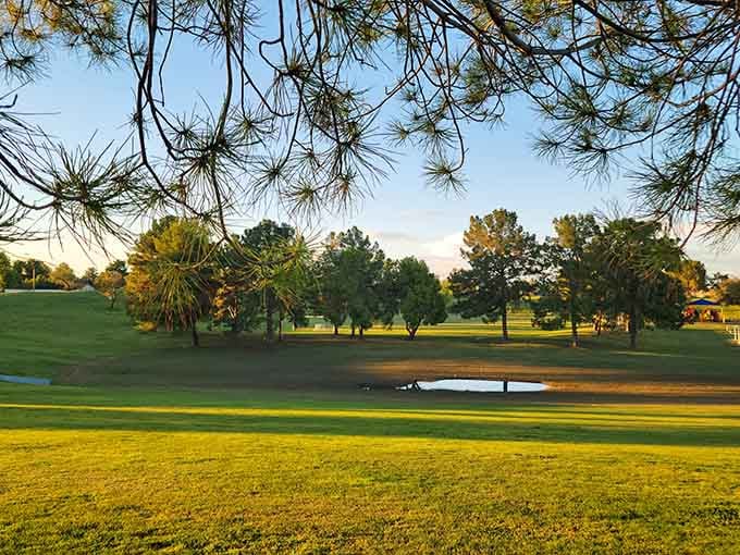 Freestone District Park, where the grass is green, the trees are tall, and your afternoon plans just changed.