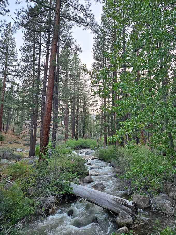Hot Springs Creek tumbles through pines with the kind of soundtrack that makes city noise seem ridiculous.