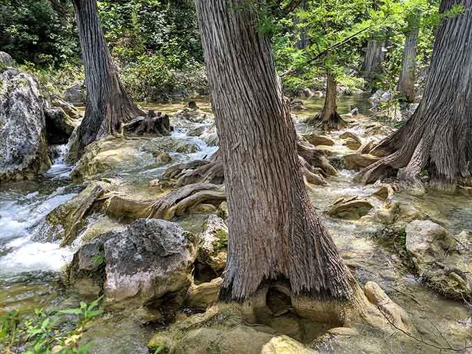 Cypress trees standing in crystal-clear water, living their best life while you're still finding parking.