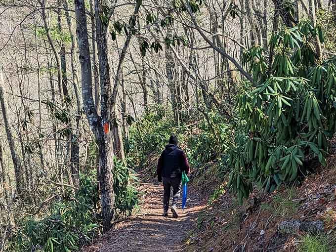 Rhododendrons line the path like nature's own welcome committee on the Lovers Leap Trail.