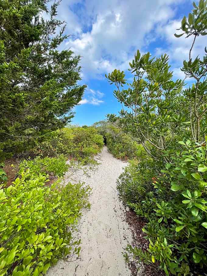 Shaded trails through maritime forests offer cool respite, proving this park has more than just beach appeal.