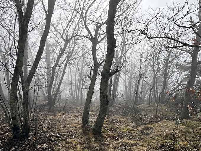 The fog rolled in and turned an ordinary forest into something straight out of a Tolkien chapter.