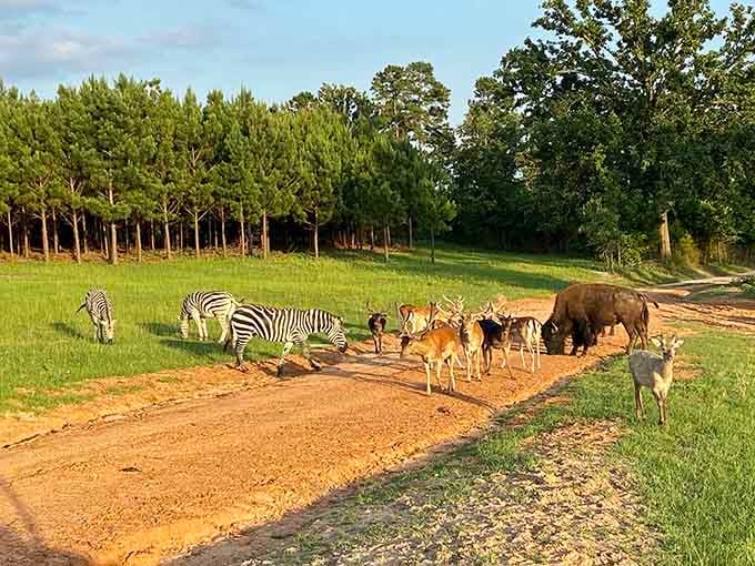 Zebras, deer, and bison sharing a dirt path in East Texas, because apparently Jefferson decided regular wildlife wasn't interesting enough.