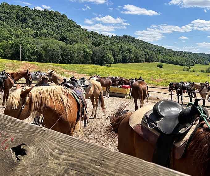 Saddled up and ready, these horses know the hills of Cave City better than your GPS ever will.