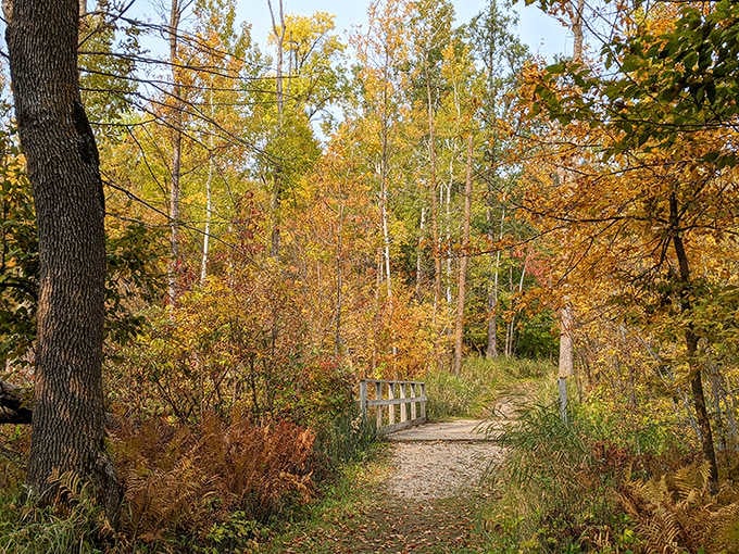 Fall color so vivid and warm, you'd swear the trees hired a professional lighting crew.