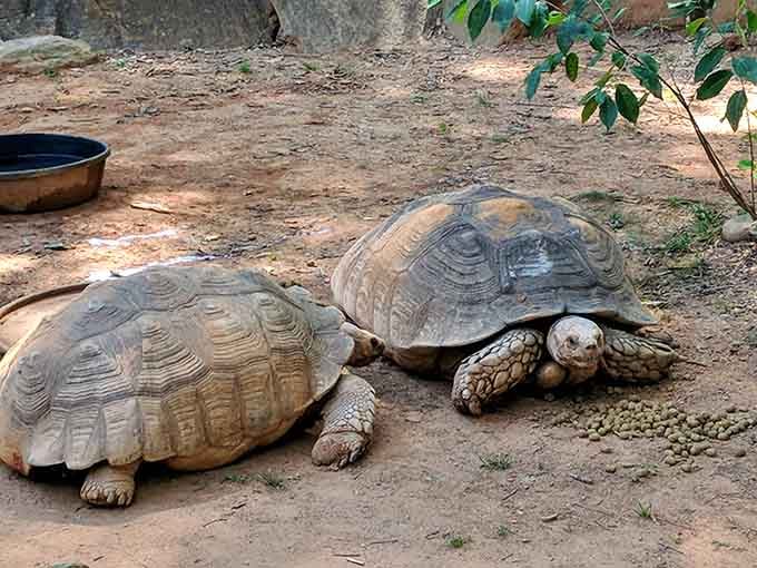 Two sulcata tortoises proving that slow and steady doesn't just win races, it wins hearts too.