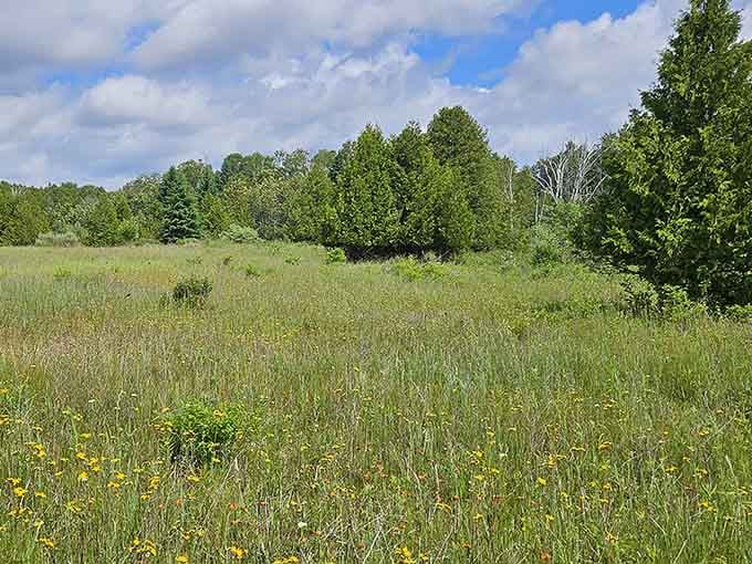 Yellow wildflowers, big sky, and zero notifications. This meadow is the out-of-office reply you actually mean.