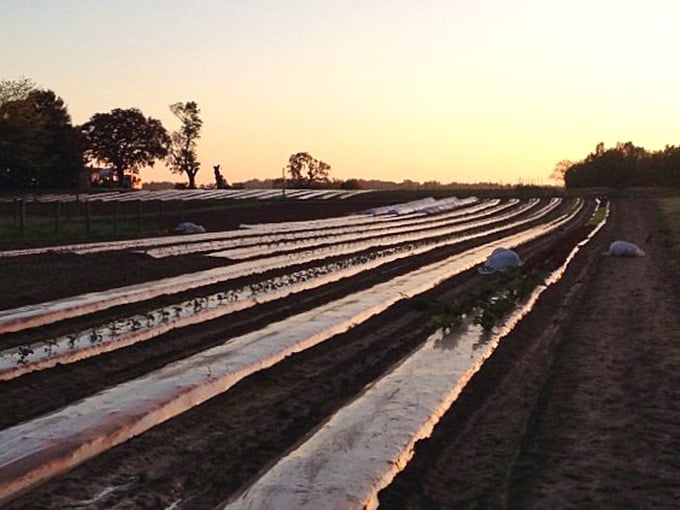 Golden hour hits these prepared rows like a Hollywood lighting director, turning simple plastic into ribbons of pure magic.