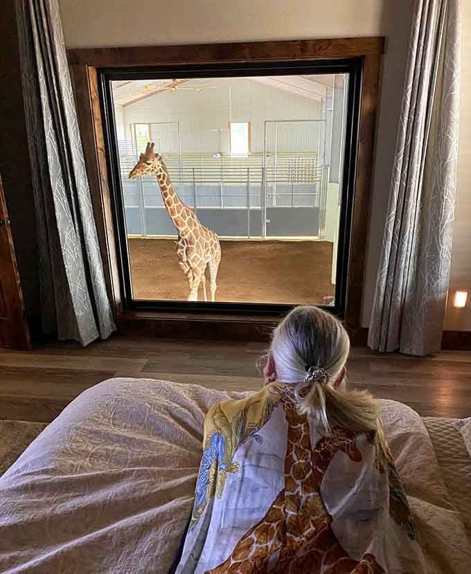Waking up to a giraffe peering through your bedroom window is the alarm clock upgrade nobody knew they needed.