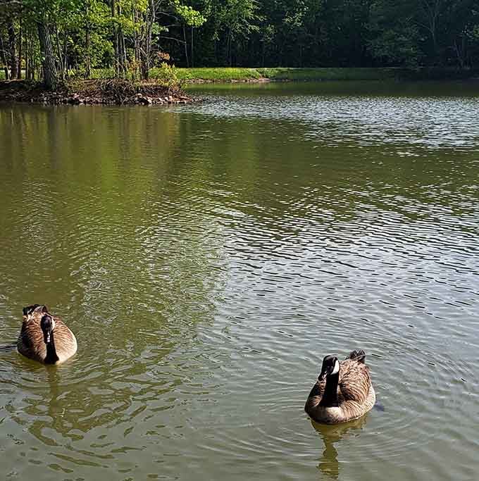 These two geese didn't get the memo about personal space, but honestly, neither did we.