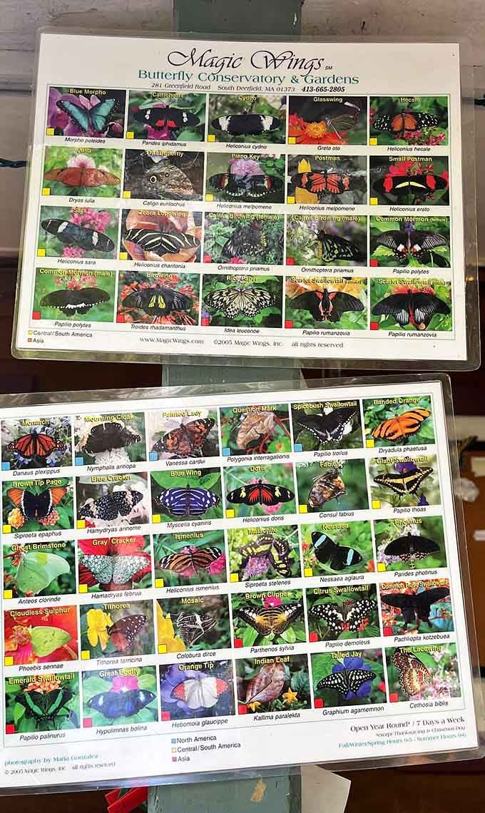 These identification charts turn casual visitors into amateur lepidopterists faster than you can say "Blue Morpho."