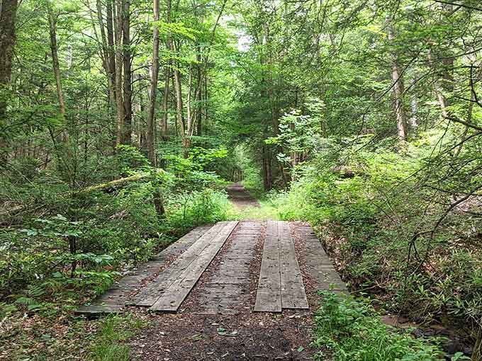 Wooden bridges lead you deeper into forests where your cell signal dies but your spirit comes alive.