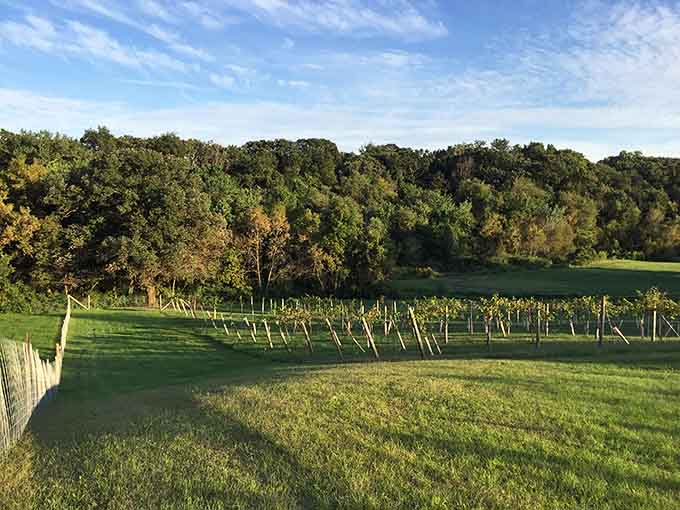 Rolling green vineyards meet wooded bluffs at Morgan Creek Vineyards, where southern Minnesota quietly produces something worth raising a glass to.