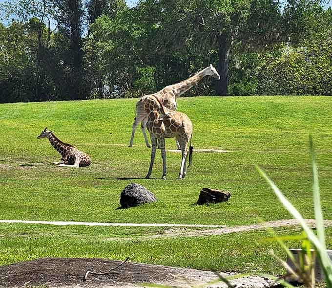 Giraffes lounging at Mobbly Bayou? Your eyes aren't deceiving you in this wonderfully unexpected Florida wilderness preserve.